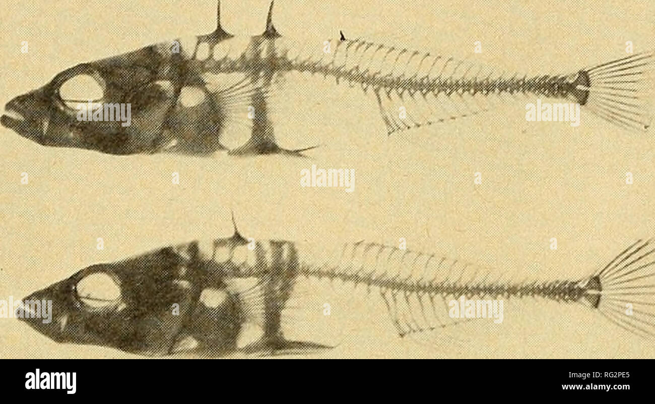 . The Canadian field-naturalist. 174 The Canadian Field-Naturalist Vol ...