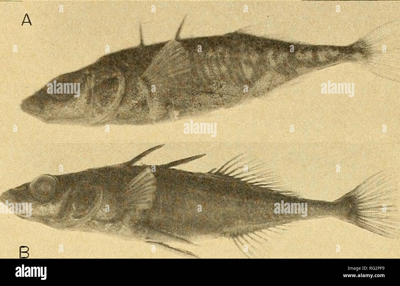 Caribou queen hi-res stock photography and images - Alamy