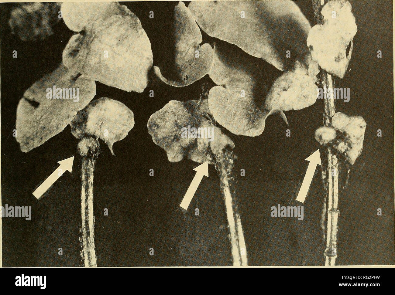 Basal pinnae hi-res stock photography and images - Alamy