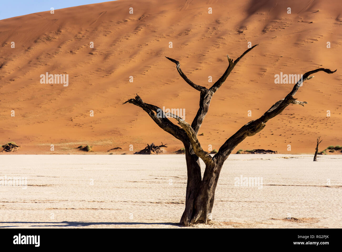 Red sand dunes and scorched dead tree shortly after sunrise in Deadvlei ...