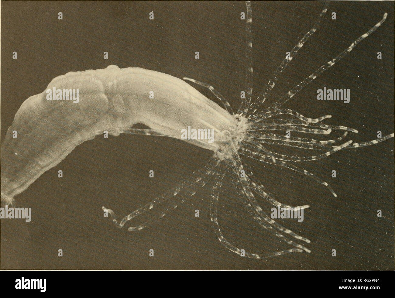 Corixids hi-res stock photography and images - Alamy