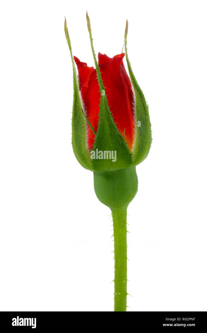 Red rose bud isolated on white background Stock Photo - Alamy