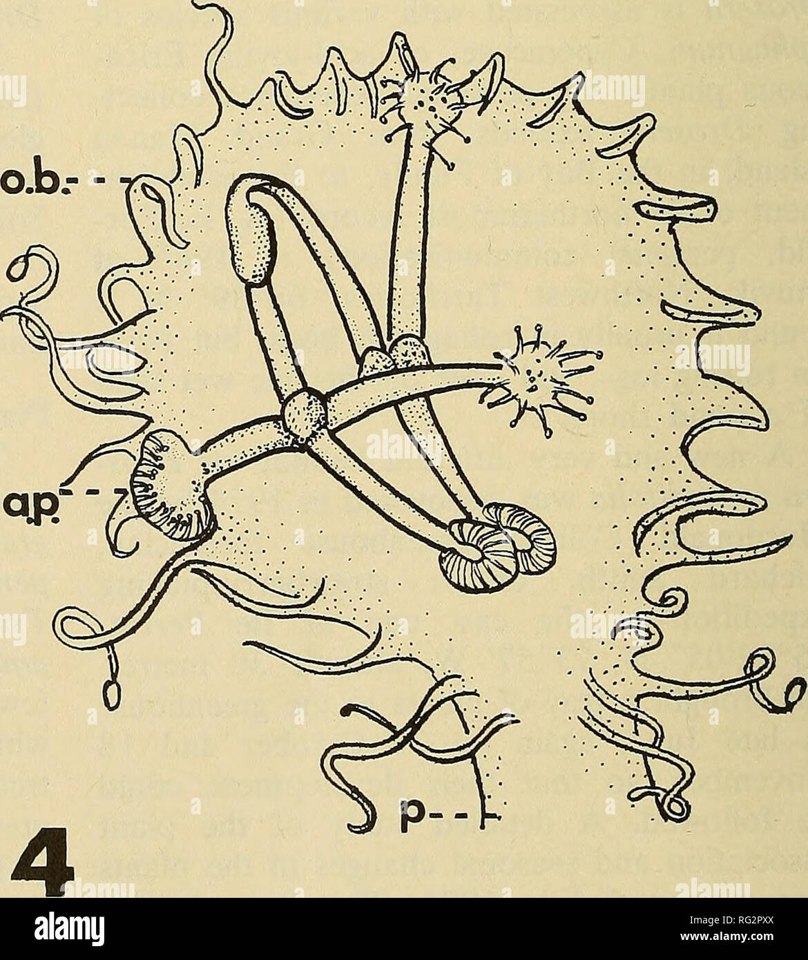 . The Canadian field-naturalist. . FiGURE Droseia lotumlifolia L. 1 ...