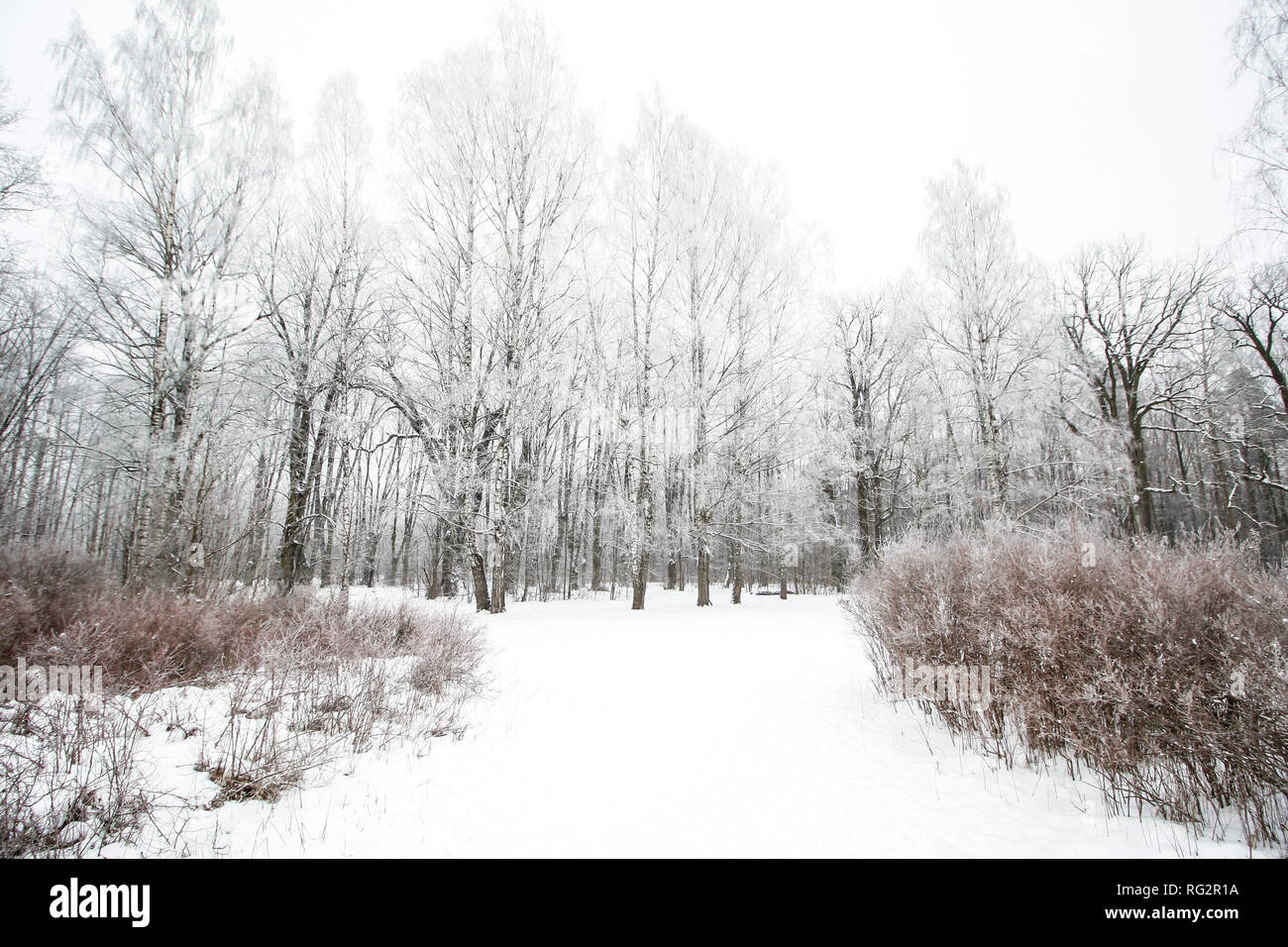 Beautiful, cold winter landscape view in a beautiful local forest Stock ...