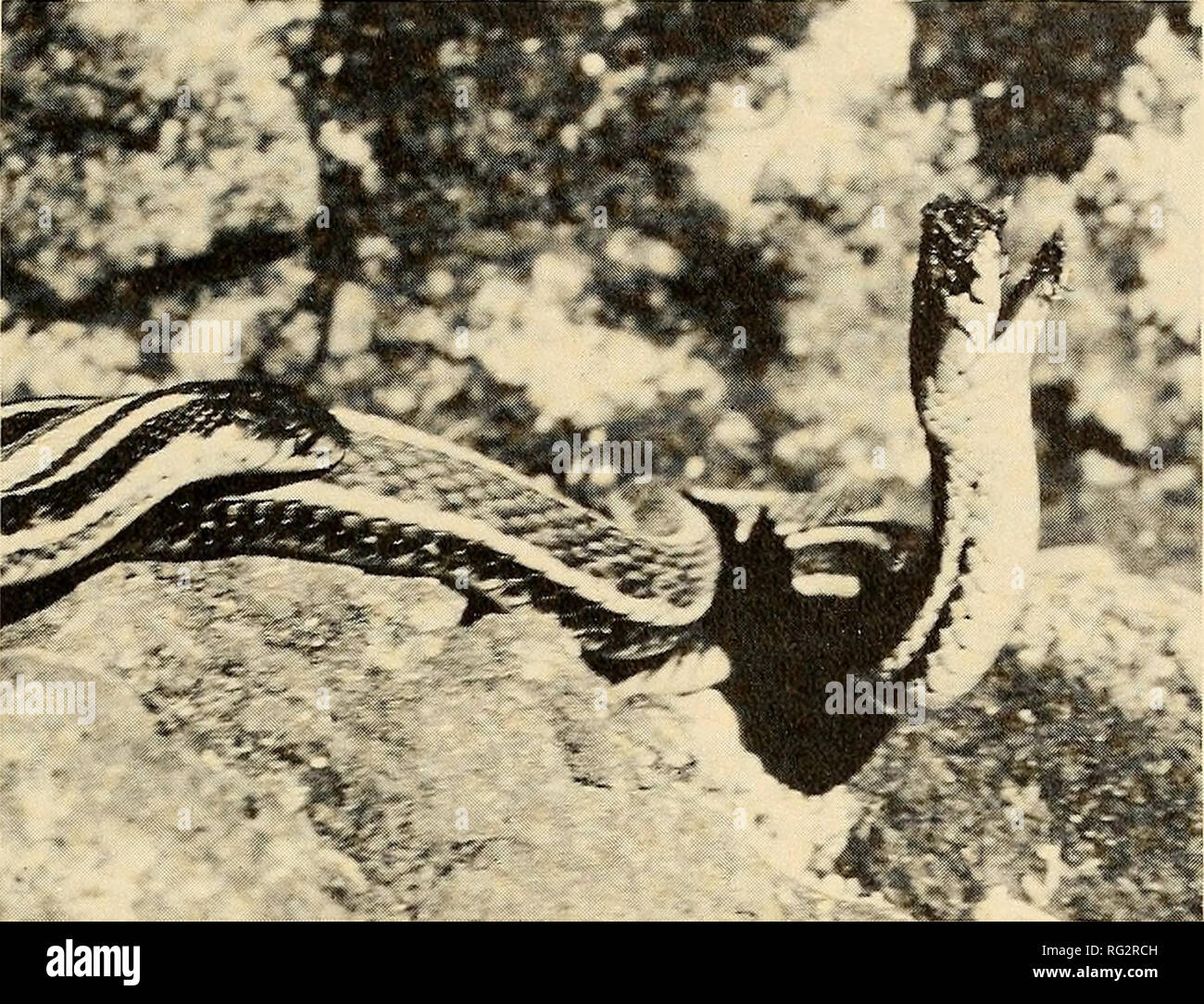 Striped skunk hibernation hi-res stock photography and images - Alamy
