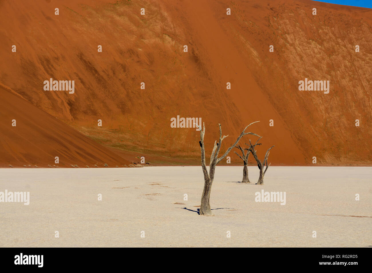 Red sand dunes and scorched dead tree shortly after sunrise in Deadvlei ...
