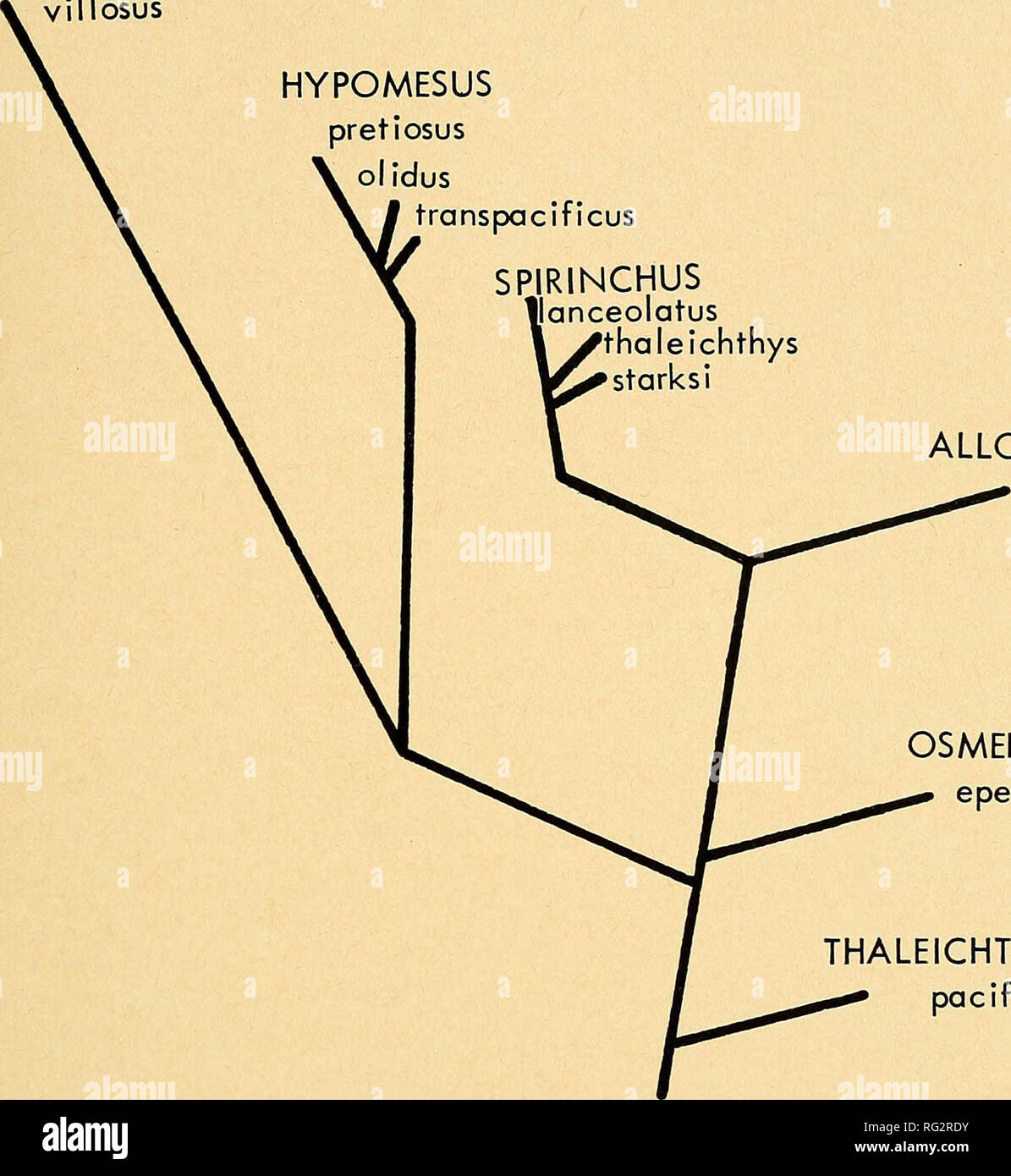 Phylogenetic taxonomy hi-res stock photography and images - Alamy