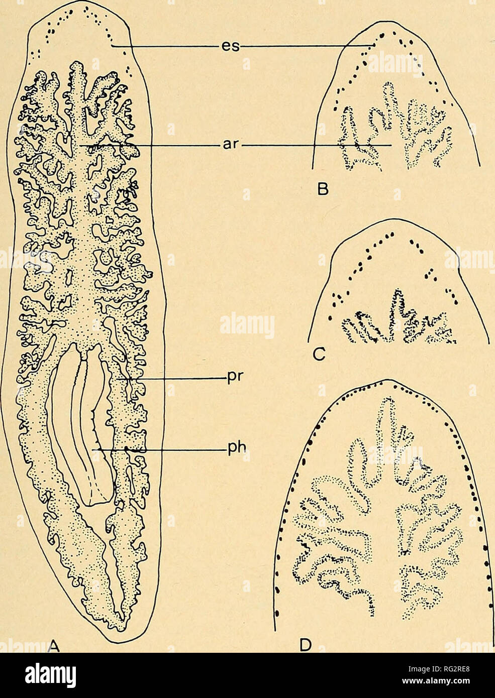 Polycelis sp hi-res stock photography and images - Alamy