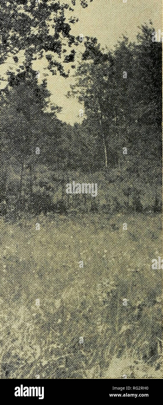 Rough fescue hi-res stock photography and images - Alamy