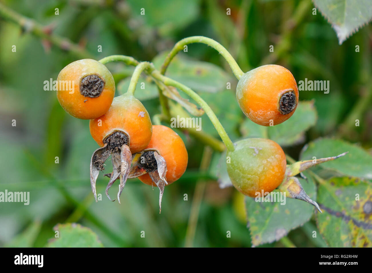 Branches of rose hips in autumn, full frame Stock Photo - Alamy