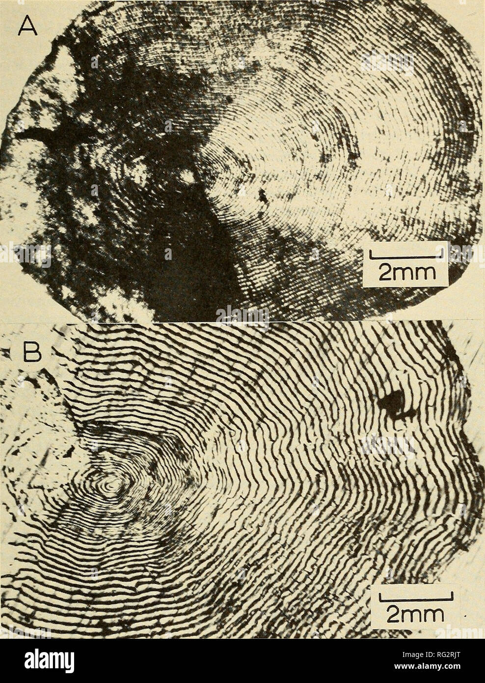 Annulae hi-res stock photography and images - Alamy