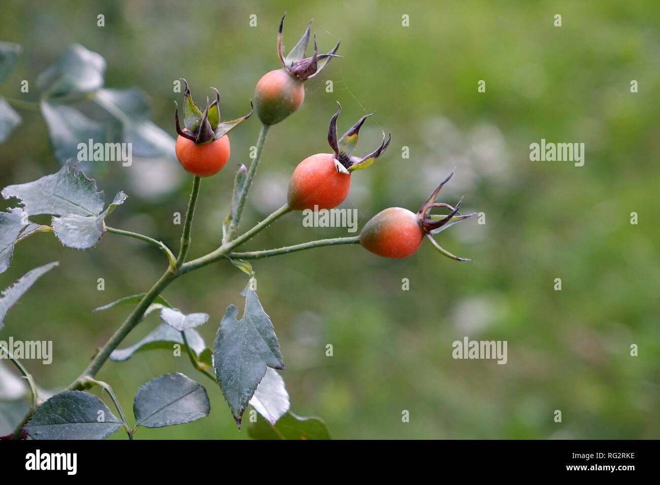 Full of rose hips hi-res stock photography and images - Alamy
