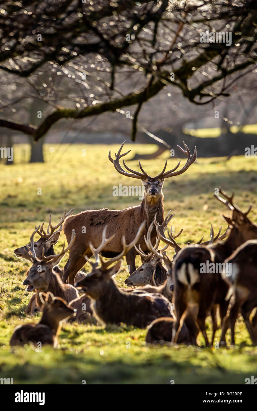 Studley royal deer park winter hi-res stock photography and images - Alamy