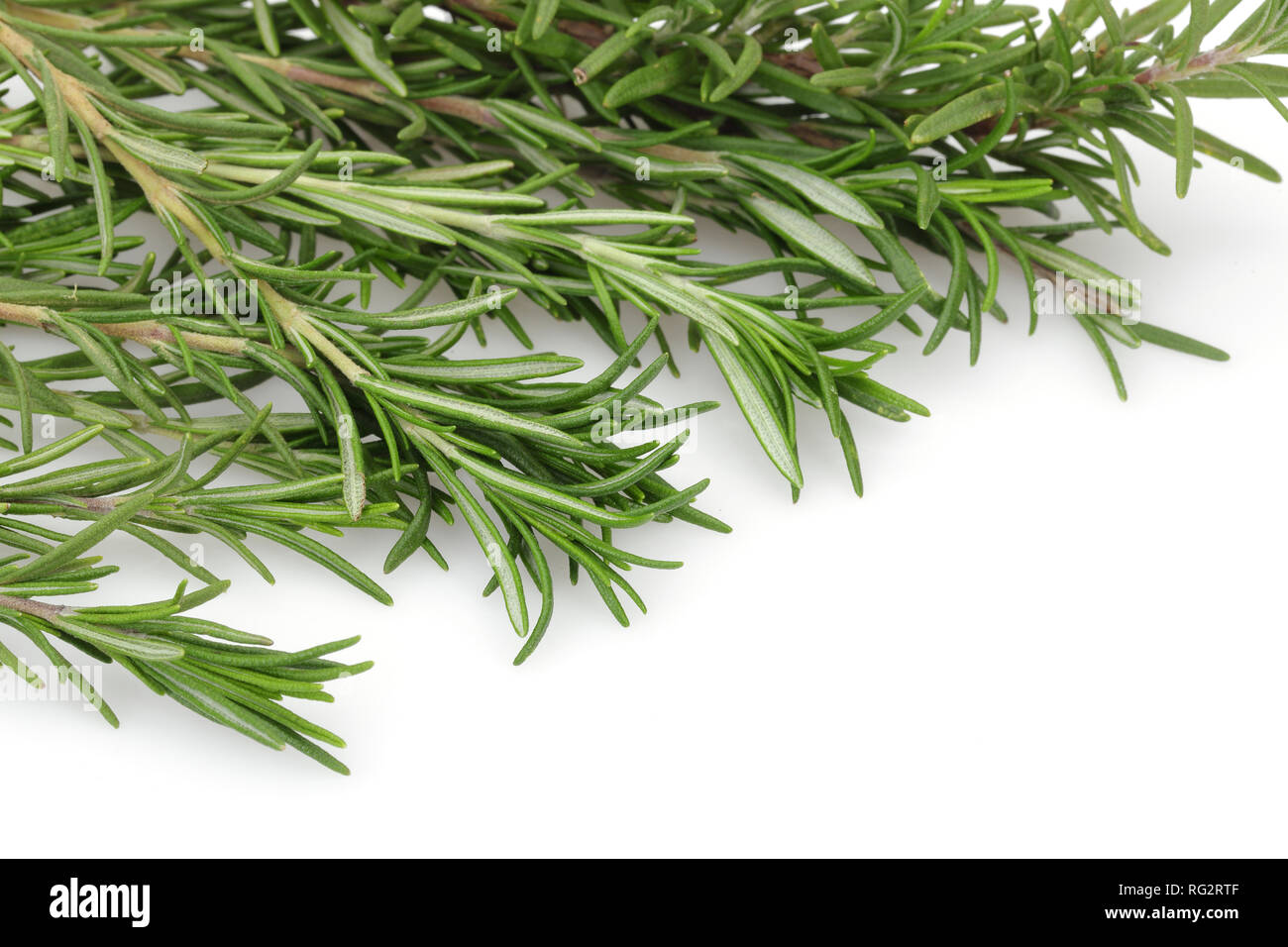 Fresh rosemary isolated on white background Stock Photo - Alamy
