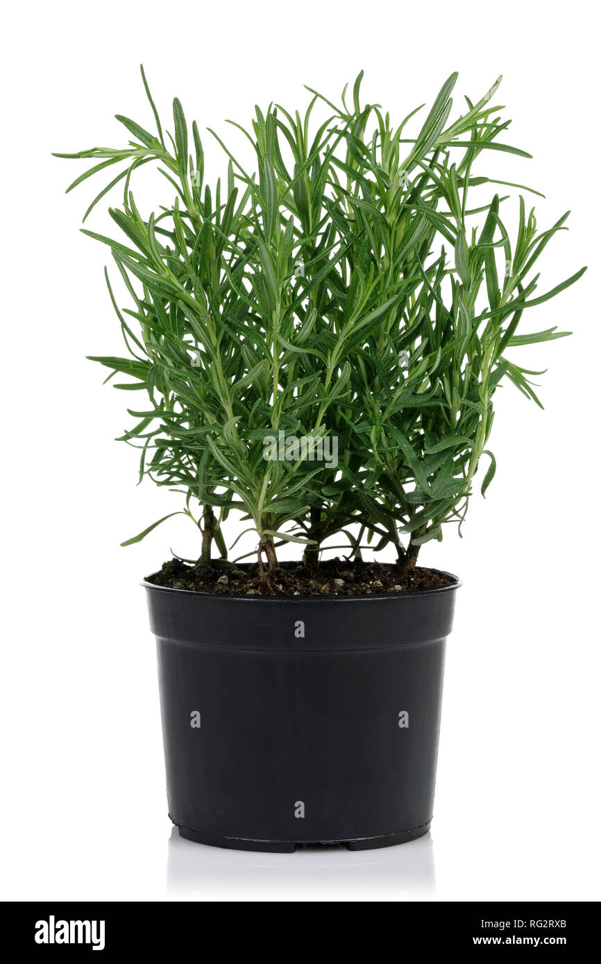 Rosemary growing in flowerpot isolated on white background Stock Photo ...