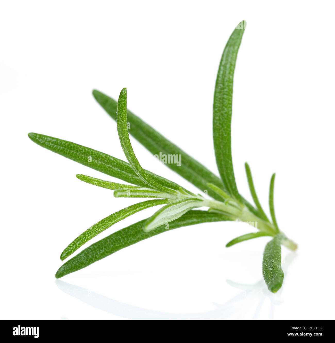 Fresh rosemary isolated on white background Stock Photo - Alamy