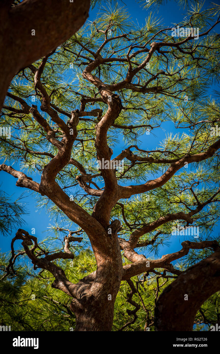 Tree with blue sky Stock Photo - Alamy