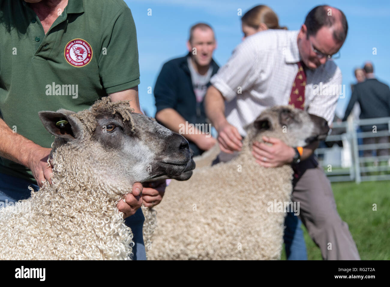 Shepherd prize winning sheep hi-res stock photography and images - Alamy