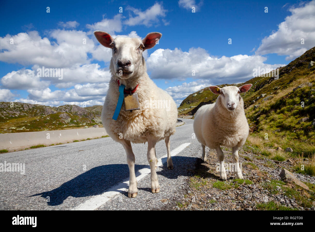Animal on roadway hi-res stock photography and images - Alamy
