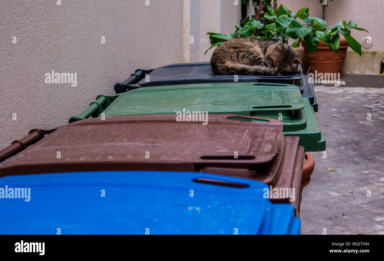 Four different coloured wheeled rubbish bins in a row, cat curled up ...