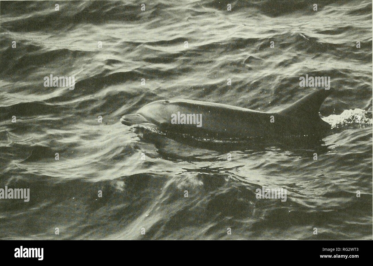 . The Canadian field-naturalist. 1993 Baird, Walters, and Stacey ...