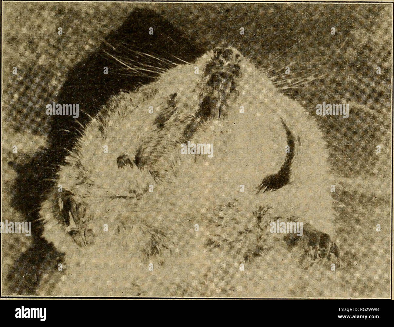 Pocket gopher snow hi-res stock photography and images - Alamy