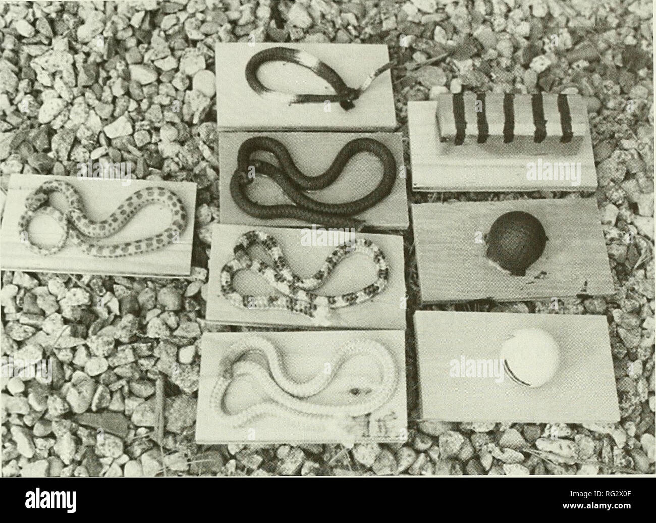 . The Canadian field-naturalist. 1998 Bryan: Inspection of Snakes by ...