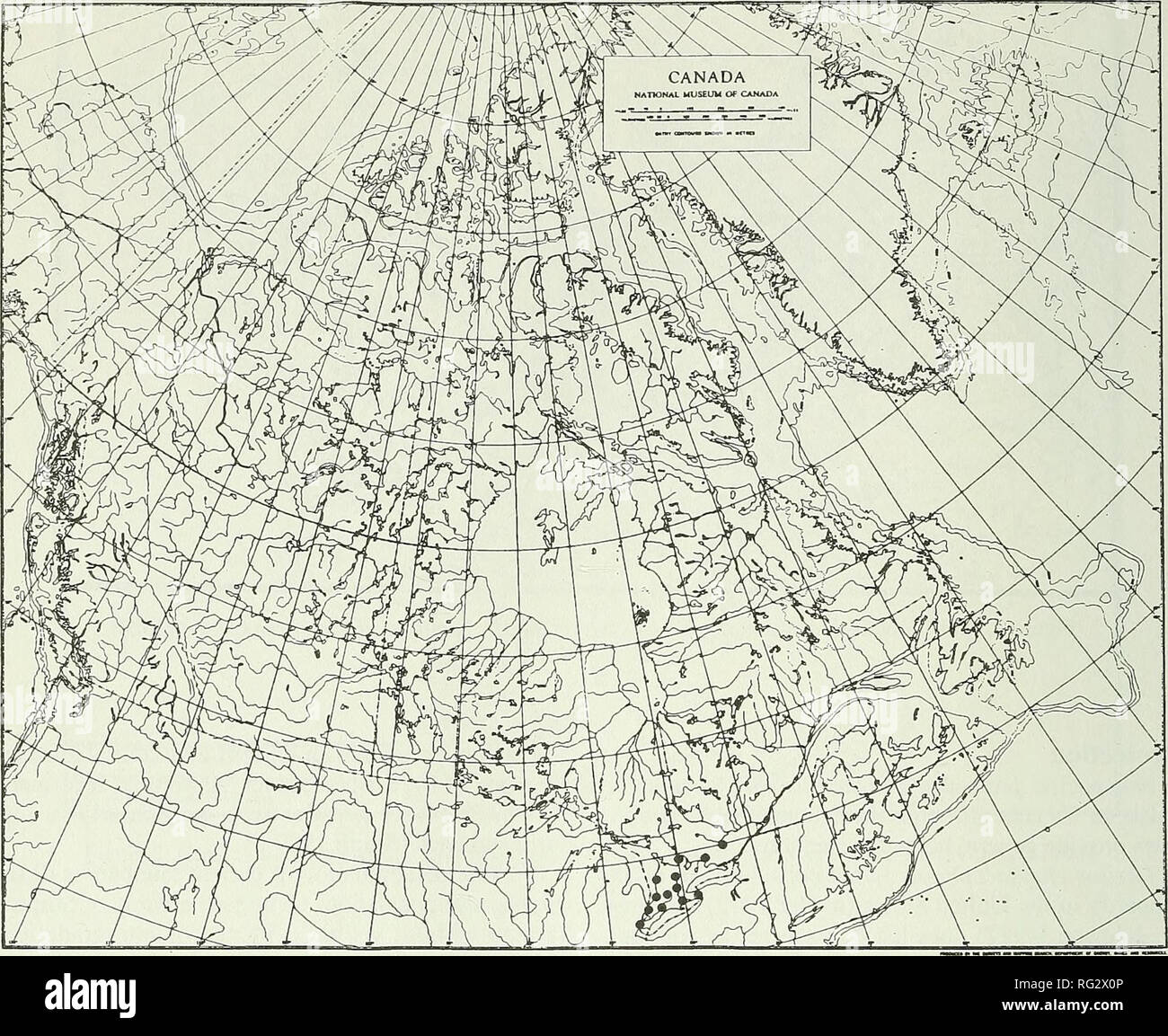 Common shiners hi-res stock photography and images - Alamy