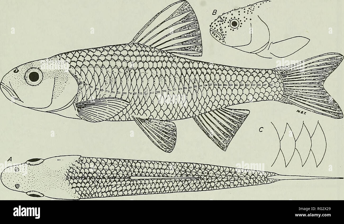 Common shiners hi-res stock photography and images - Alamy