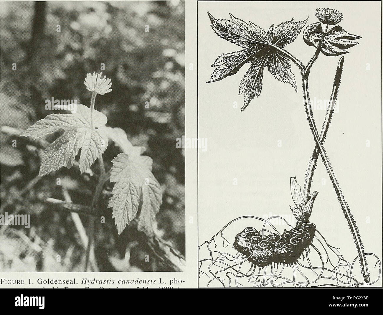 Common goldenseal hi-res stock photography and images - Alamy