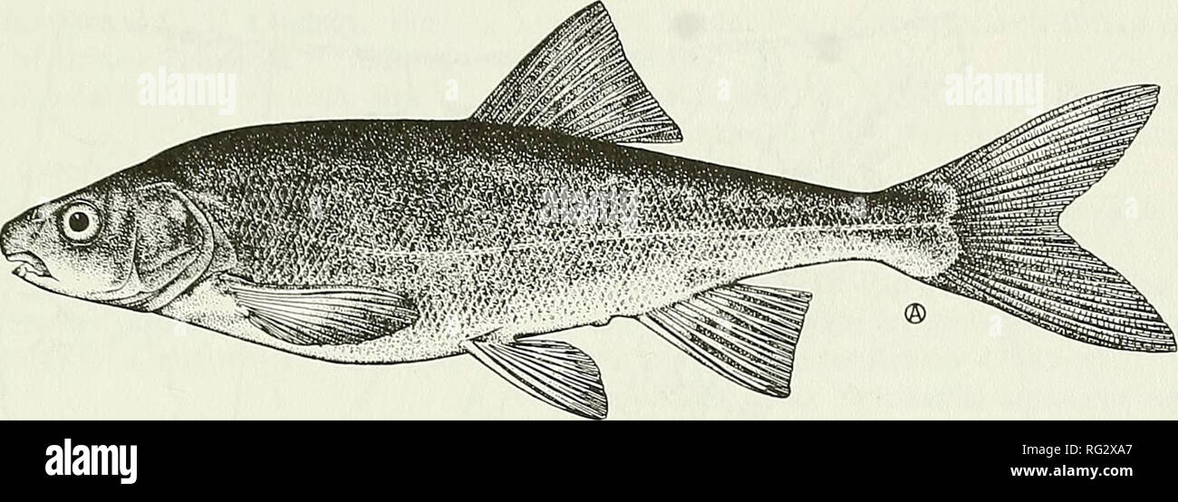 1959 155 1 hi-res stock photography and images - Alamy