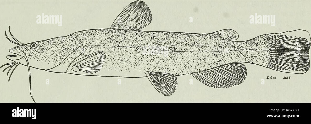 . The Canadian field-naturalist. 1993 Goodchild: Status of the Flathead ...