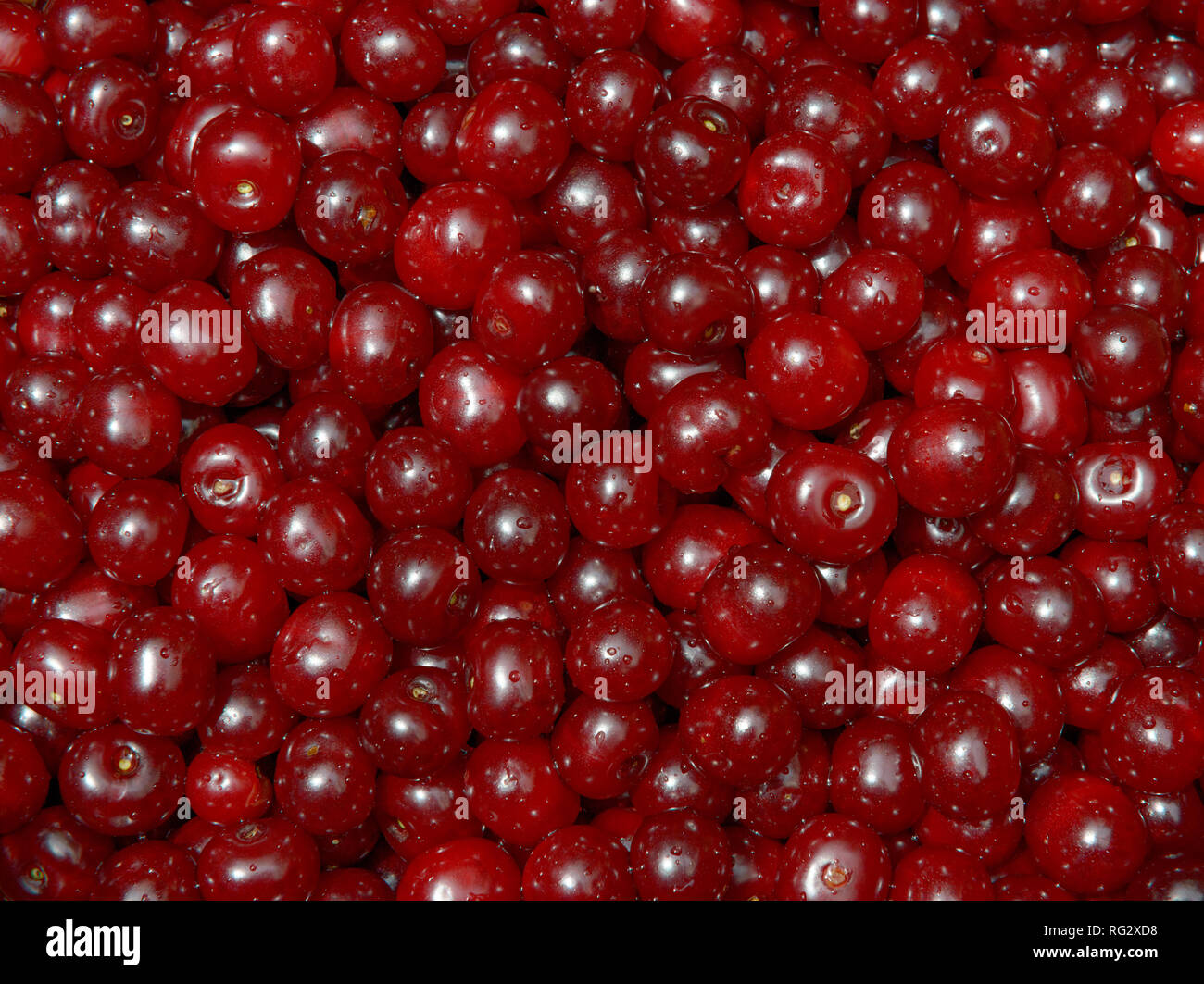 Close-up layer of many bright red cherry fruits in wicker basket in ...