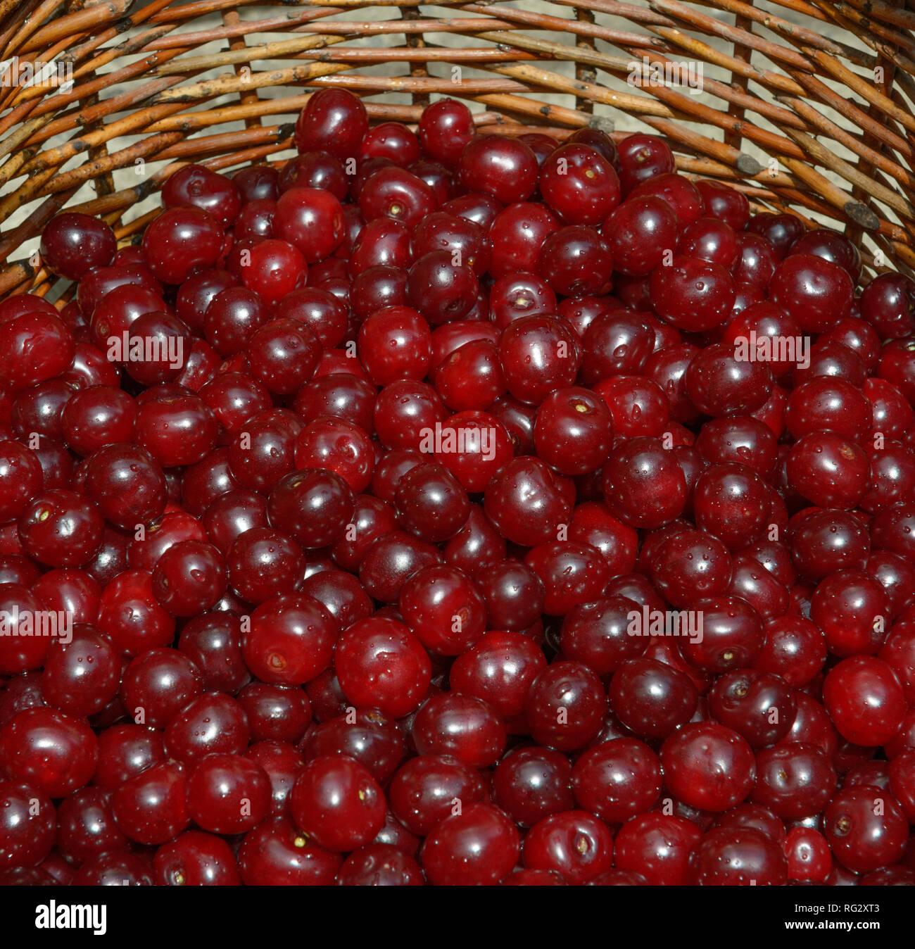 Close-up layer of many bright red cherry fruits in wicker basket in ...