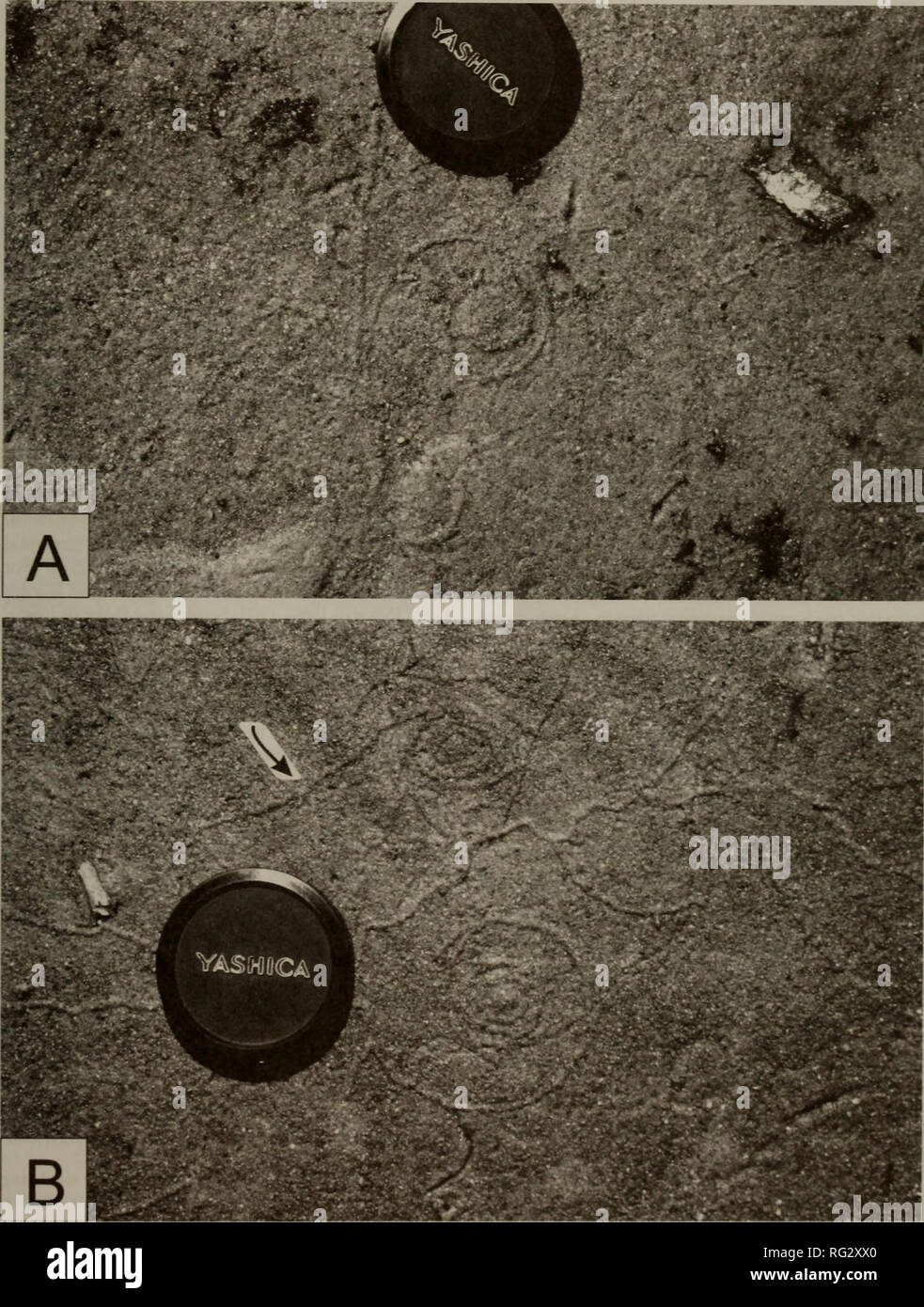 . The Canadian field-naturalist. Natural history. 2003 MacNaughton ...
