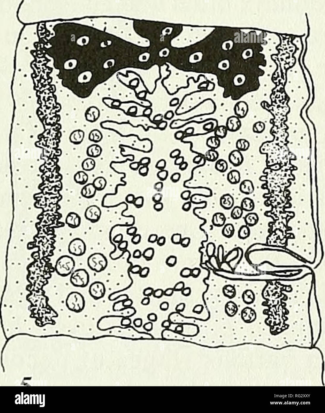 Proglottis hi-res stock photography and images - Alamy