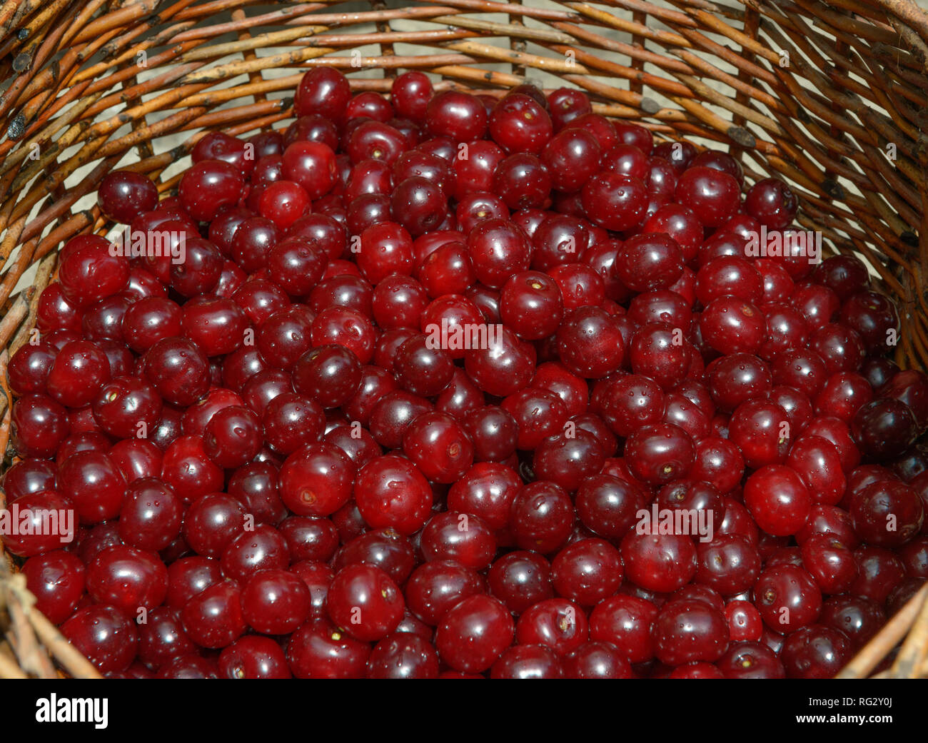 Close-up layer of many bright red cherry fruits in wicker basket in ...