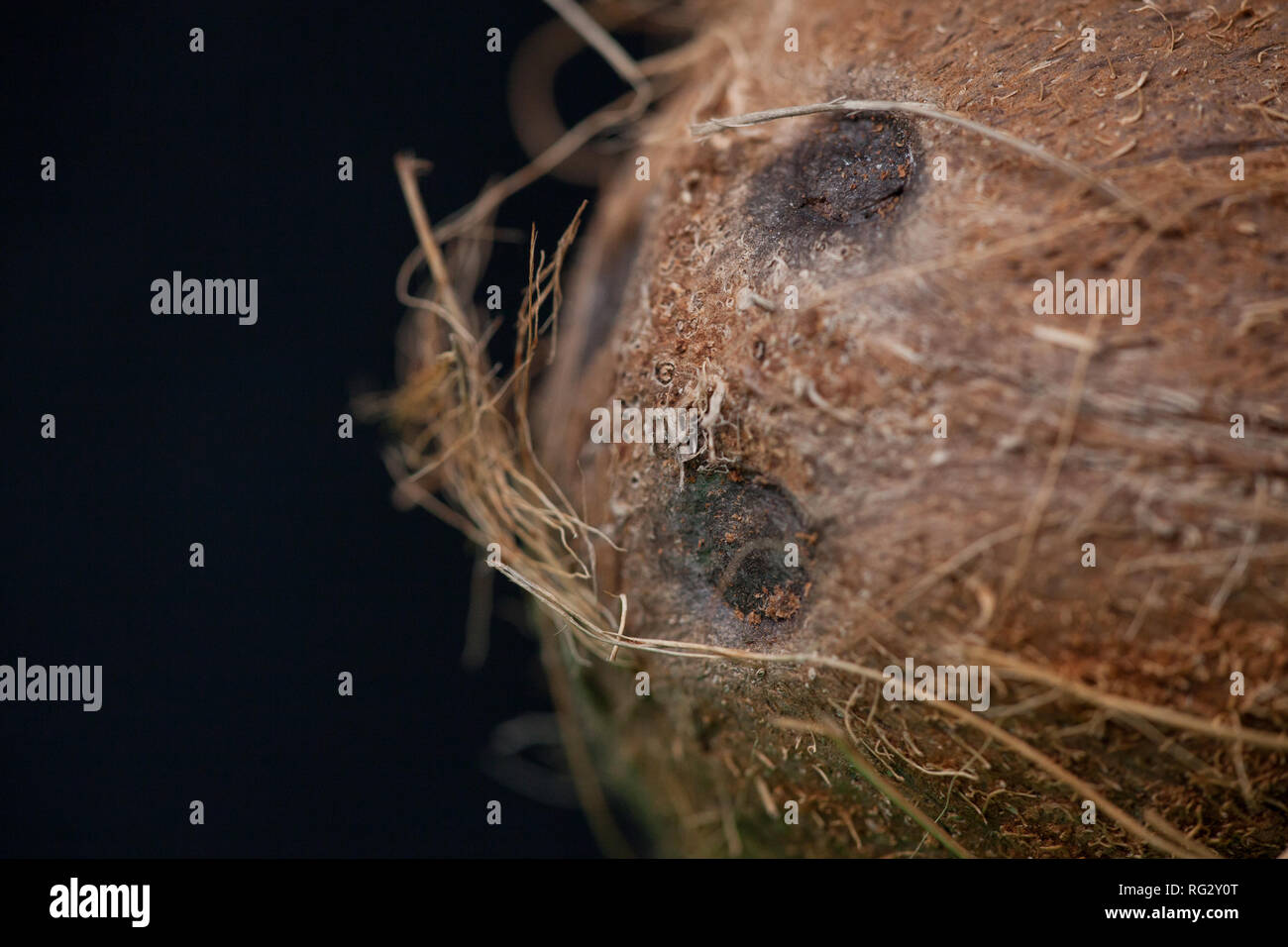 Close-up of an exotic and fresh coconut on a black background. Coconut ...