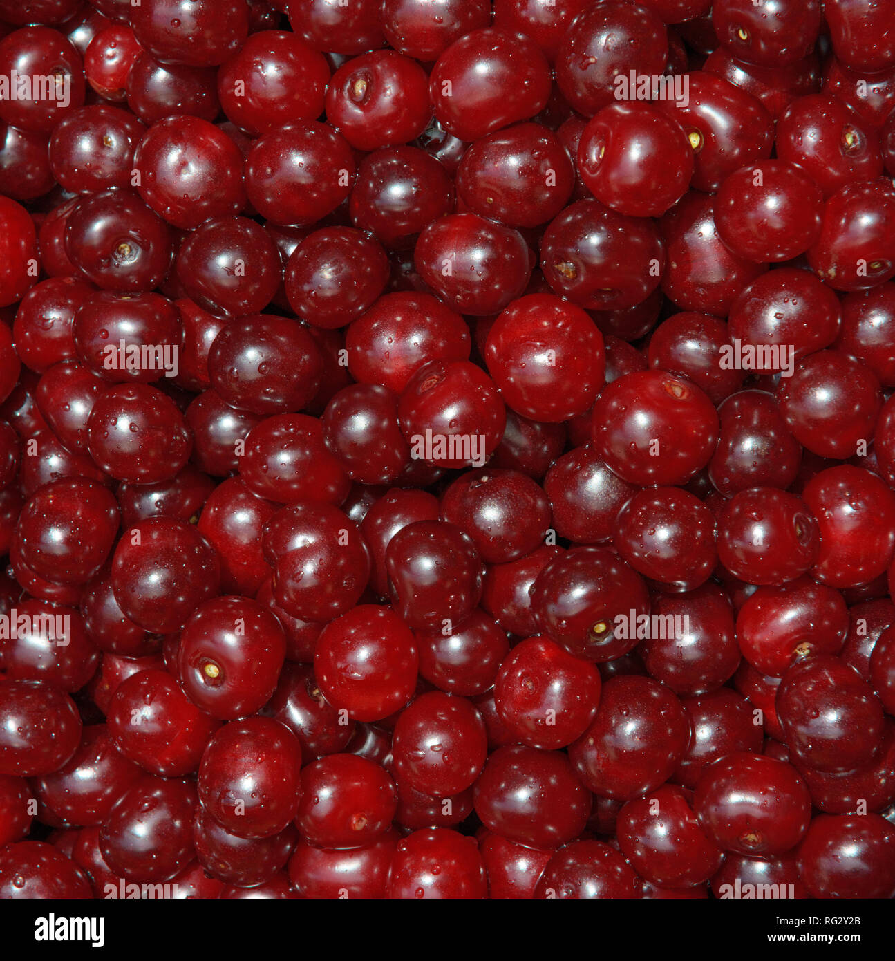 Close-up layer of many bright red cherry fruits in wicker basket in ...
