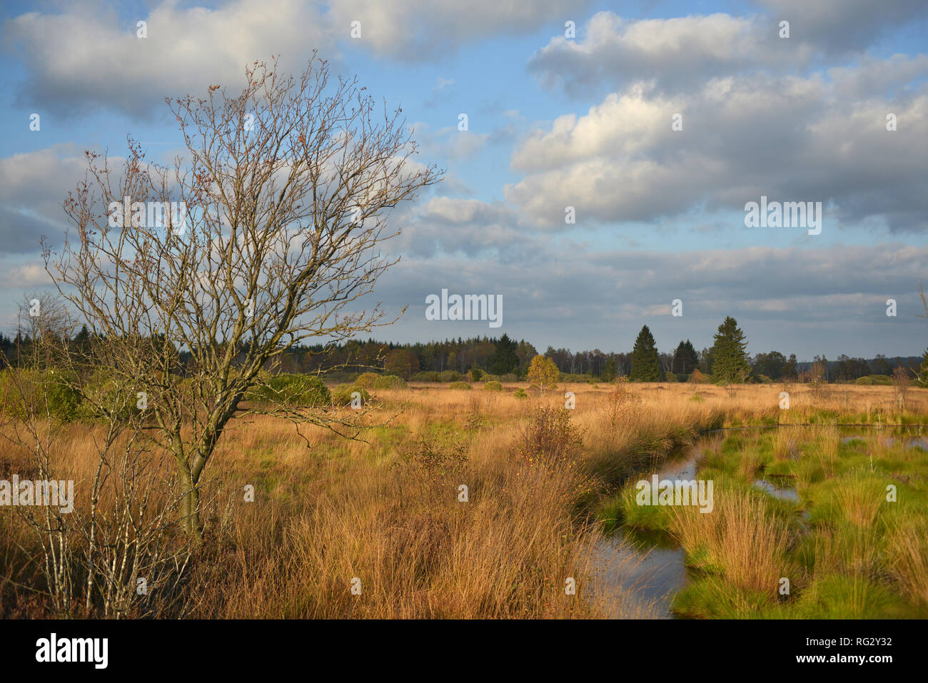 Moorland in autumn Stock Photo - Alamy