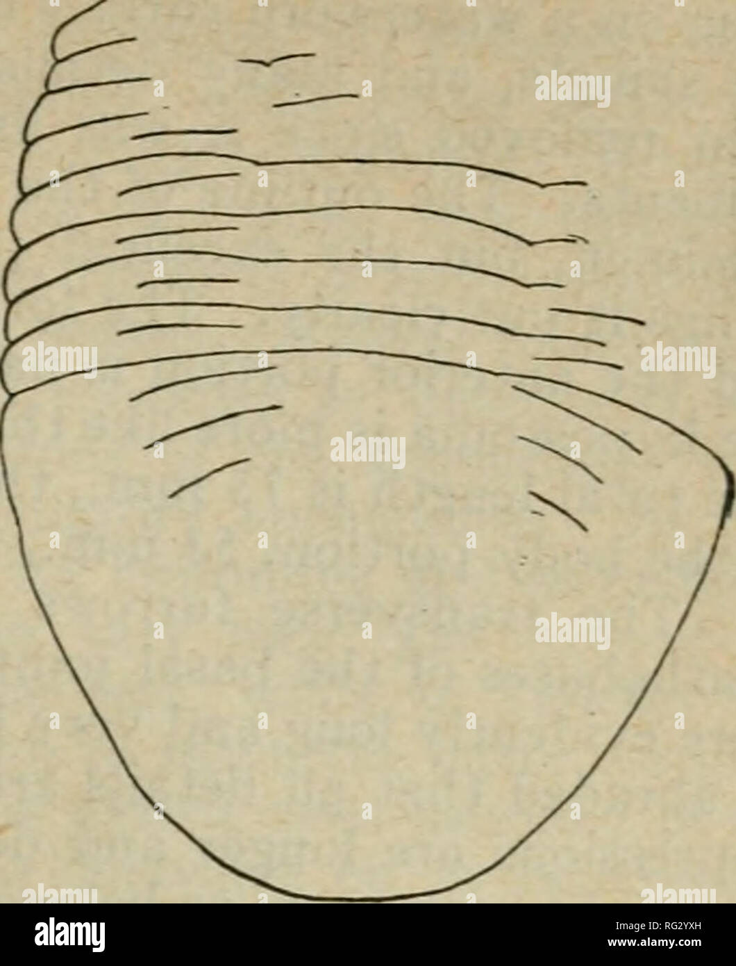 . The Canadian field-naturalist. Natural history. Fig. 1. Isotelus ...