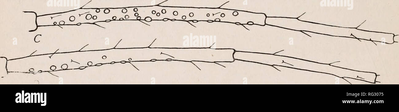 Winged and once winged insects hi-res stock photography and images - Alamy