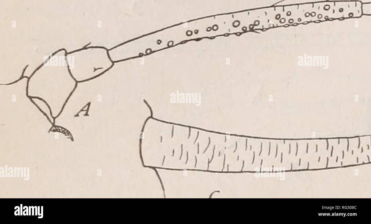 . The Canadian entomologist. Insects; Entomology. 230 THE CANADIAN ...