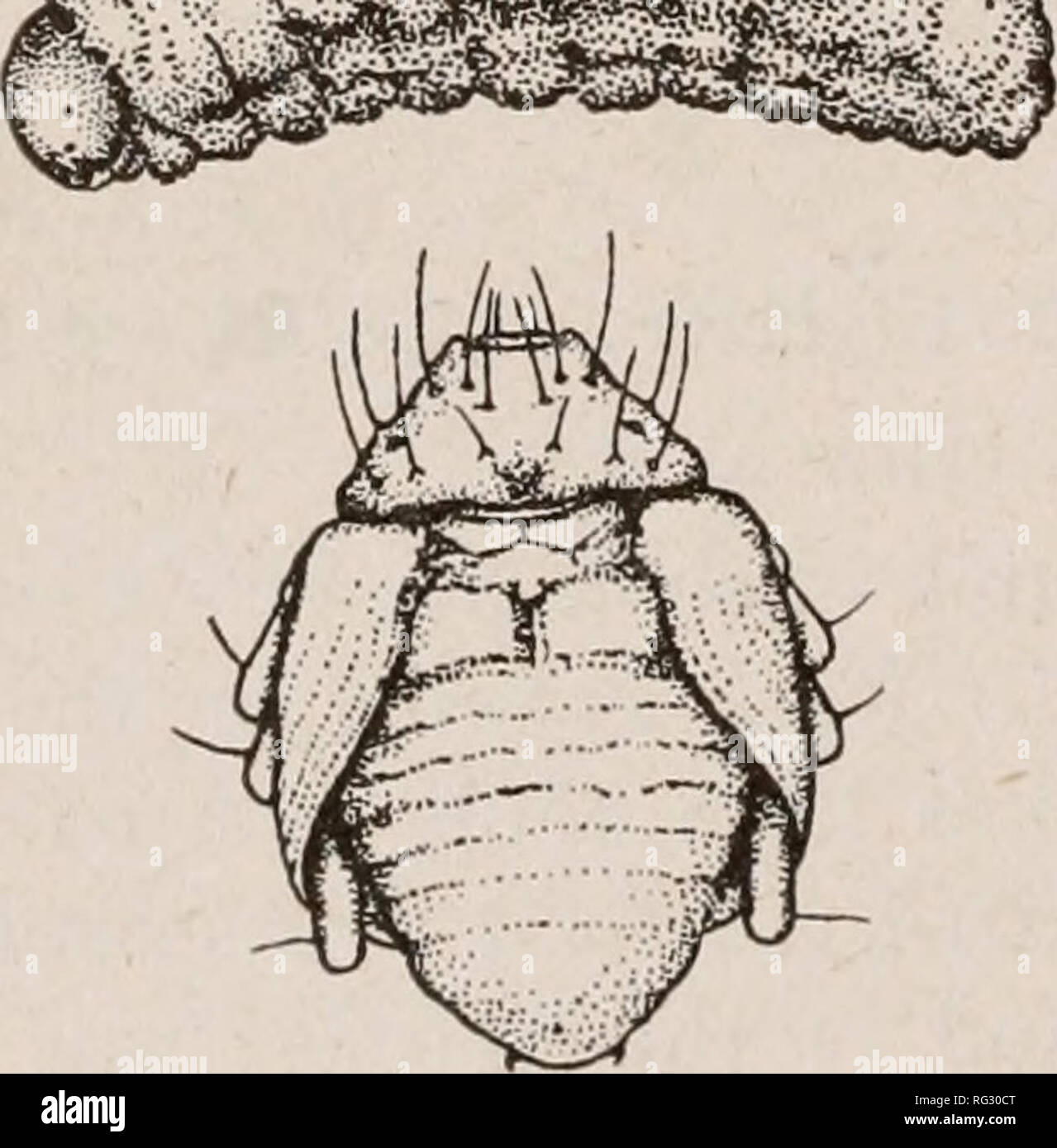 Skeletonizing leaf beetles hi-res stock photography and images - Alamy