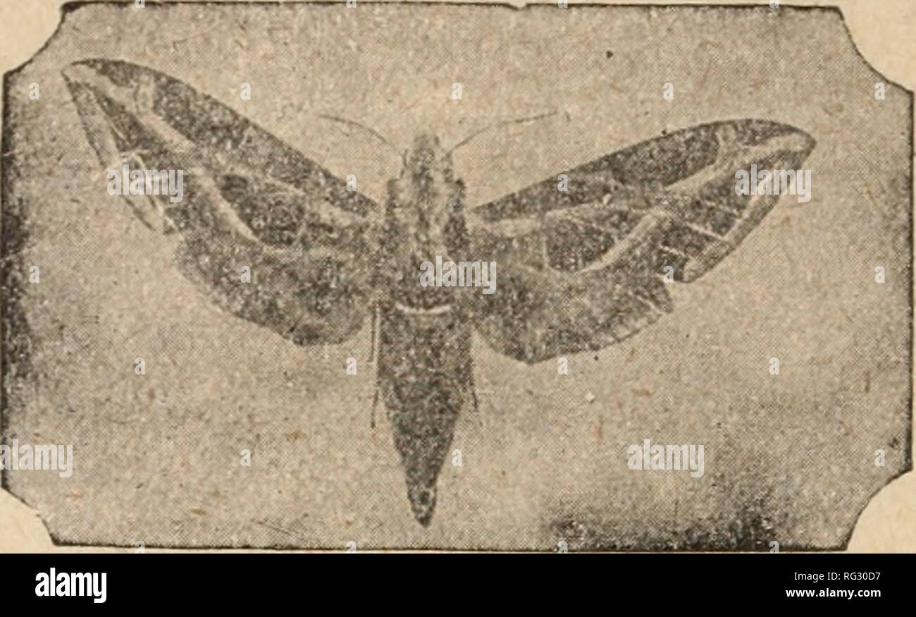 Protective mimicry in insects hi-res stock photography and images - Alamy