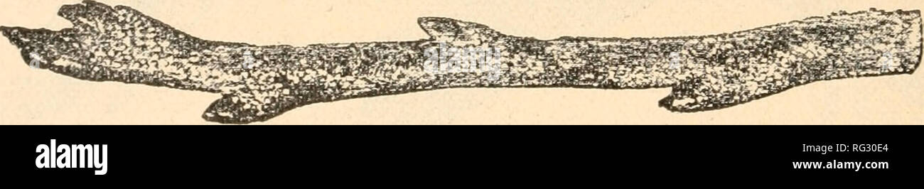 . The Canadian entomologist. Insects; Entomology. Fig -San Jose Scale ...