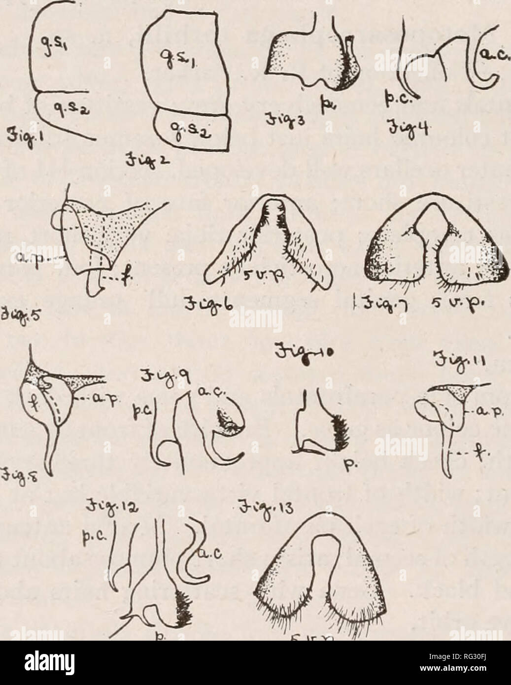 . The Canadian entomologist. Insects; Entomology. 156 THE CANADIAN ...