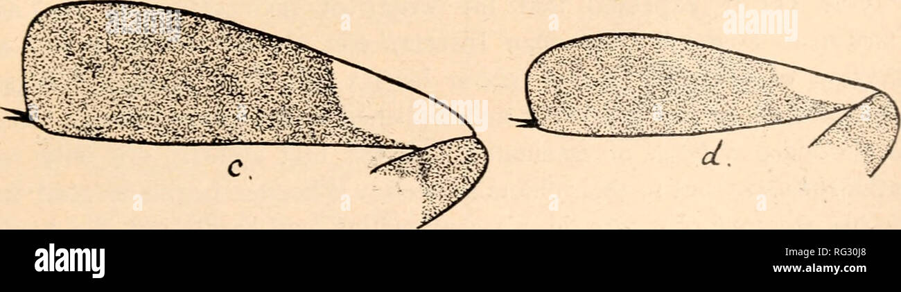 . The Canadian entomologist. Insects; Entomology. Fig. ma Hind tibia ...