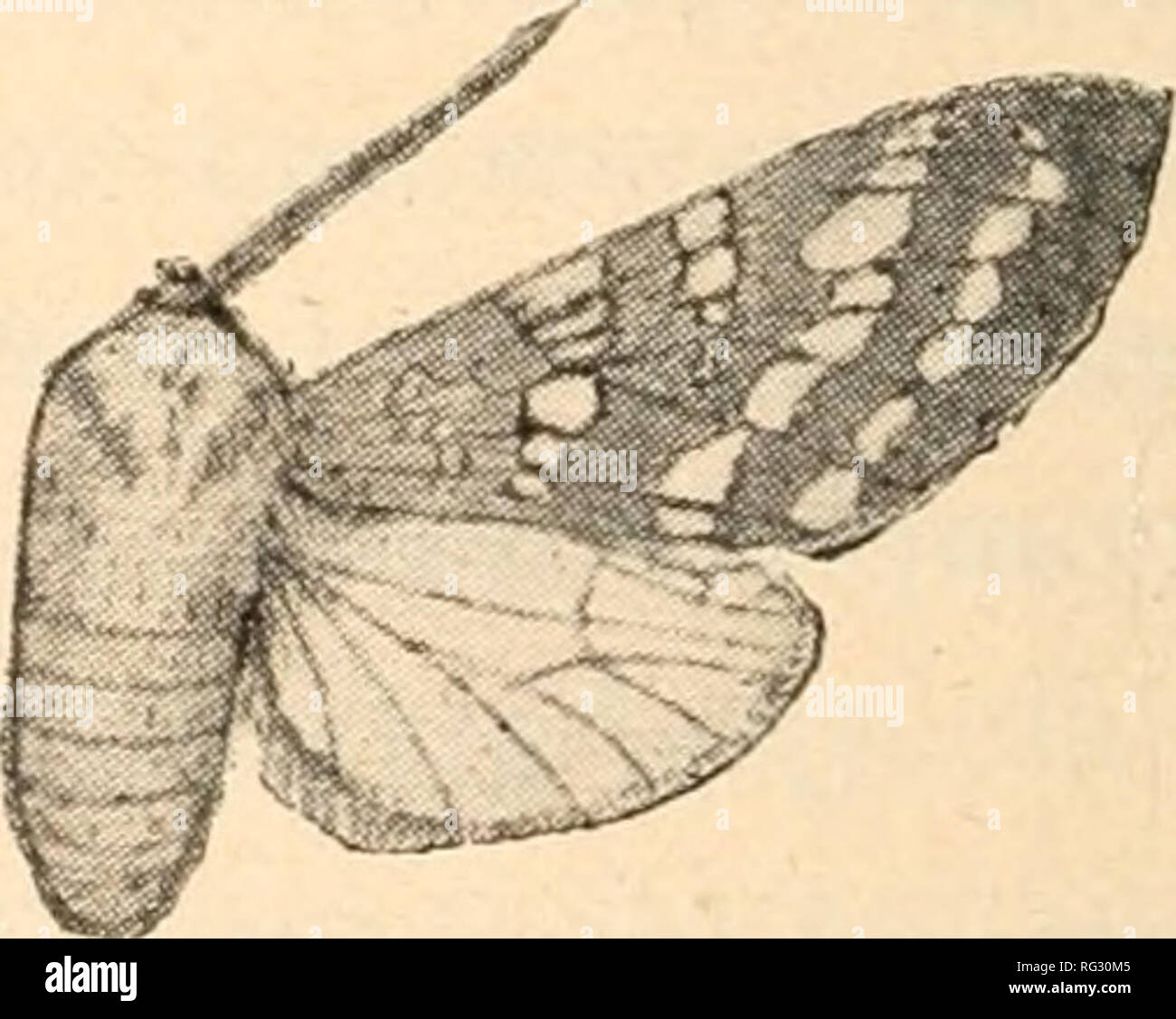 Shellac insect hi-res stock photography and images - Alamy