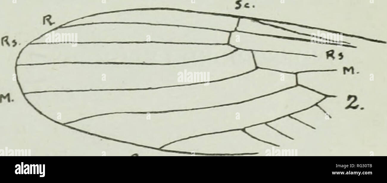 Amber stigma hi-res stock photography and images - Alamy